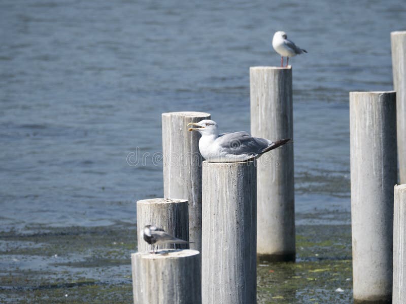 Seagulls standing on posts stock image. Image of rest - 98467933