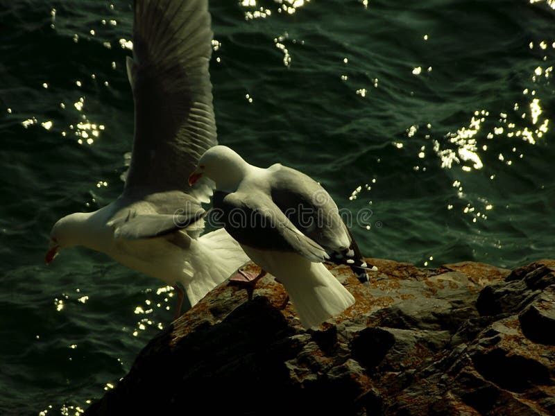 Seagulls taking off stock image. Image of green, seagulls - 90178921