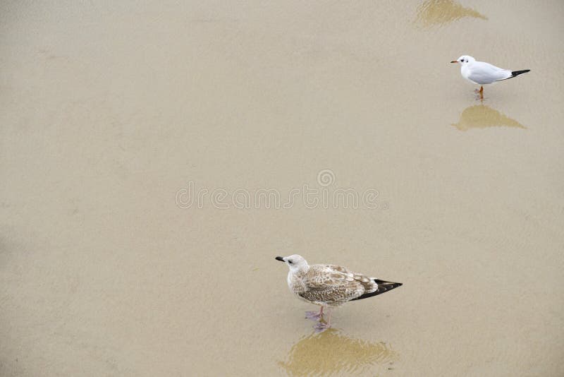 Seagulls Walk Along Sandy Shore. Stock Photo - Image of water, animal ...