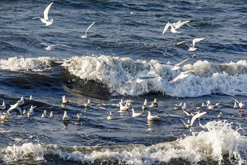 Seagulls and Waves at the Sea Side Stock Image - Image of gulls ...