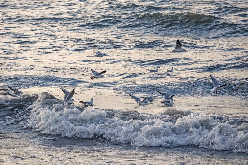 Seagulls and Waves at the Sea Side Stock Photo - Image of shoreline ...