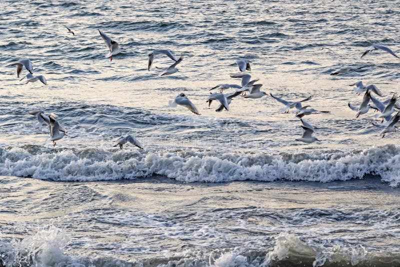 Seagulls and Waves stock photo. Image of rough, europe - 18332378