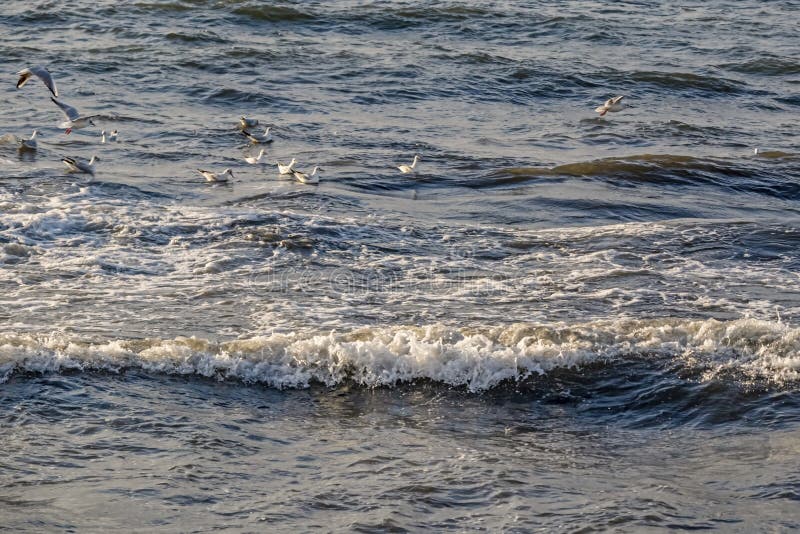 Seagulls and Waves at the Sea Side Stock Image - Image of coast, ocean ...