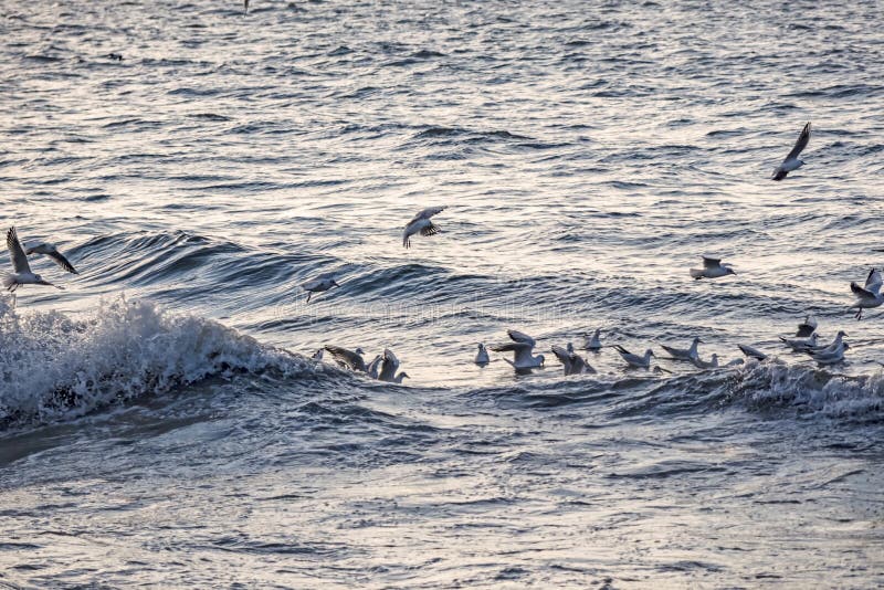 Seagulls and Waves at the Sea Side Stock Photo - Image of landscape ...