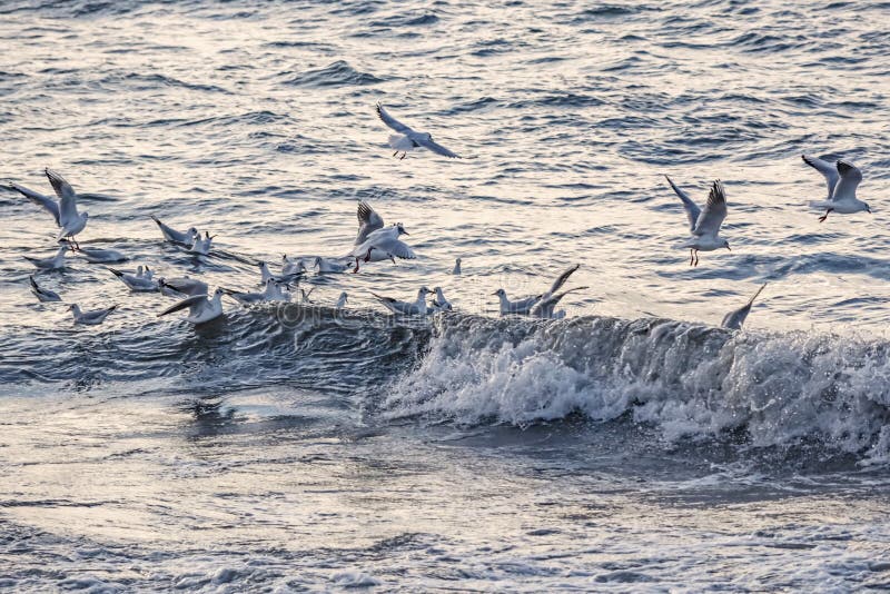 Seagulls and Waves at the Sea Side Stock Photo - Image of cloud ...