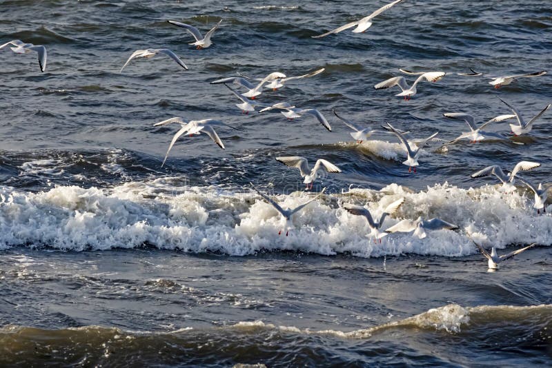 Seagulls and Waves stock photo. Image of rough, europe - 18332378