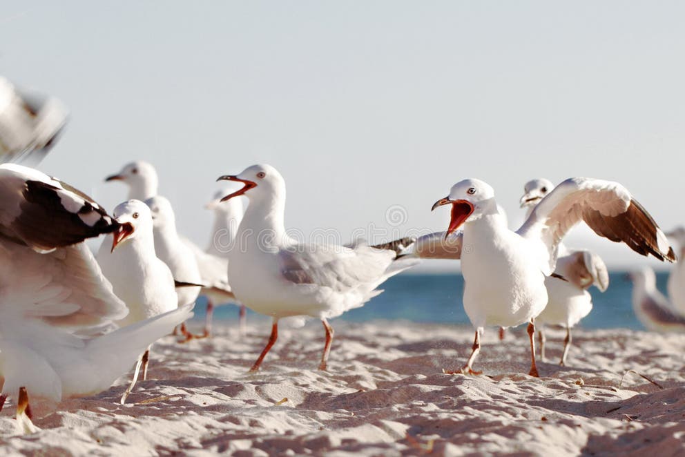 Seaguls stock image. Image of lake, outdoor, summer, colorful - 23071775