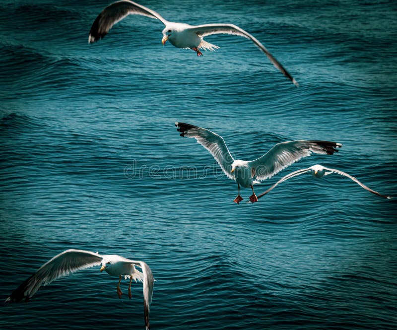 Seaguls above the water stock photo. Image of wildlife - 254072890