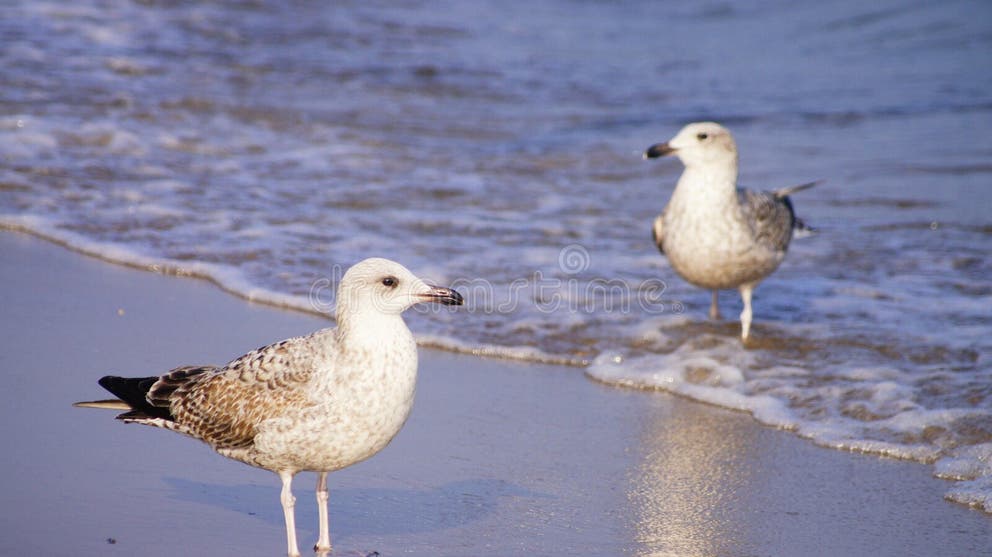 Seaguls stock photo. Image of reflection, balti, water - 45434246