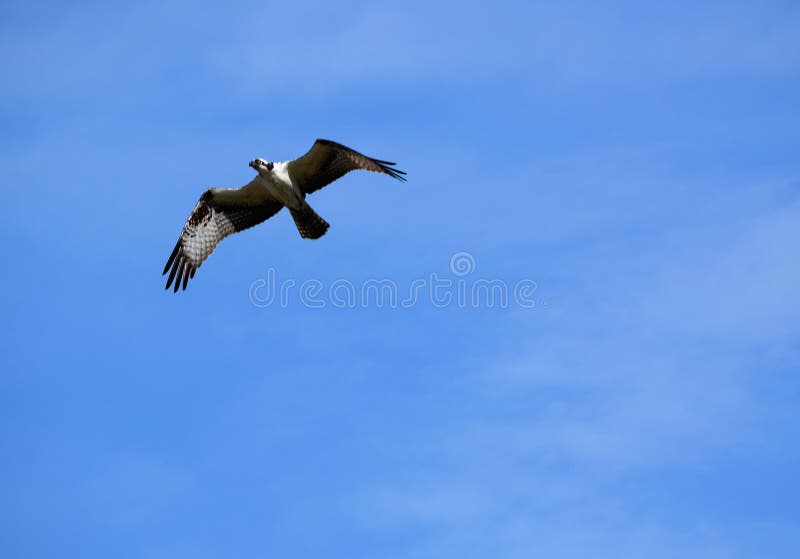 Seahawk stock image. Image of eyes, predator, yellow - 78172047