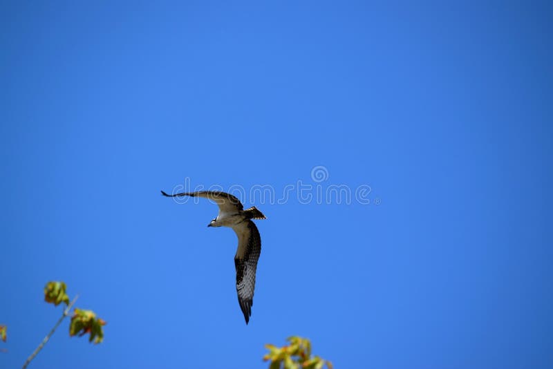 Seahawk stock image. Image of flying, high, predator - 78172055