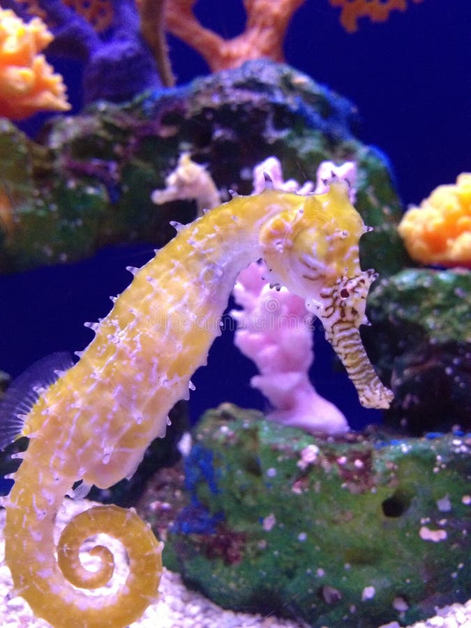 Seahorse stock photo. Image of seahorse, fish, aquarium - 65394384