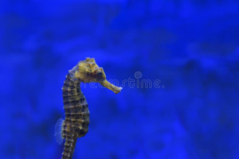 Seahorse in the Aquarium. Close-up Stock Photo - Image of water ...
