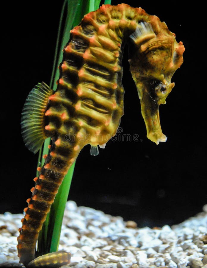 Seahorse stock image. Image of background, water, looking - 94267961