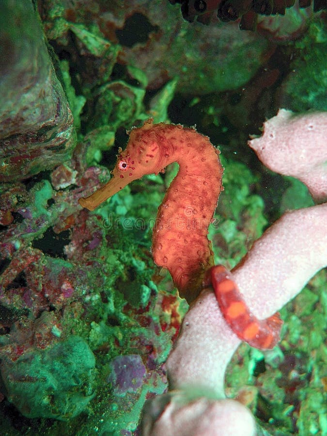 Seahorse on coral reef stock image. Image of seahorse - 7693001