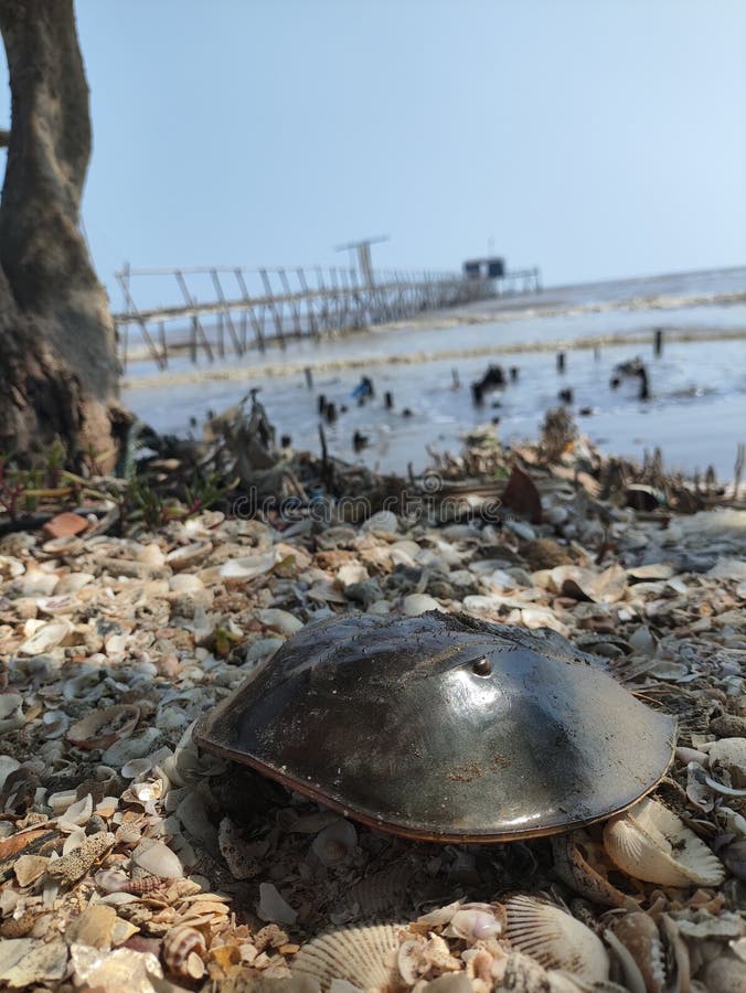 Seahorse Crabs Stock Photos - Free & Royalty-Free Stock Photos from ...