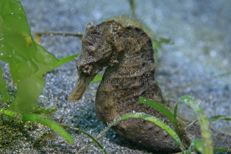 Caballito de mar Kuda imagen de archivo. Imagen de pescados - 23445137