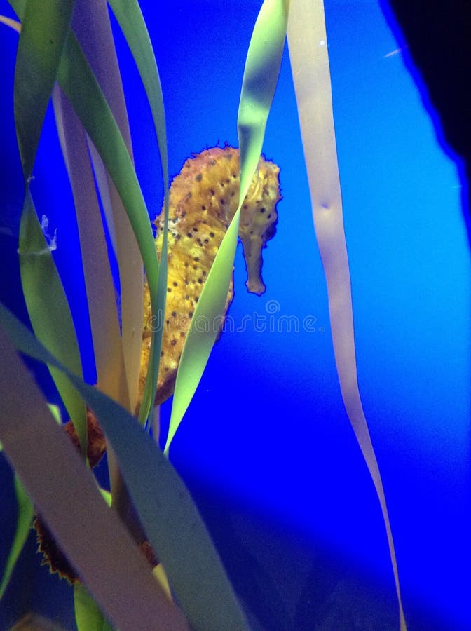 Seahorse stock image. Image of seahorse, swimming, father - 49399789