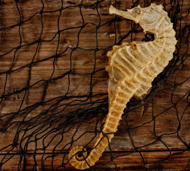 Seahorse stock photo. Image of nautical, fish, filters - 50887454