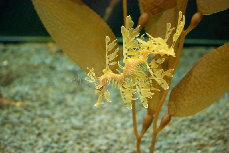 Seaweed Seahorse stock image. Image of delicate, creatures - 490125
