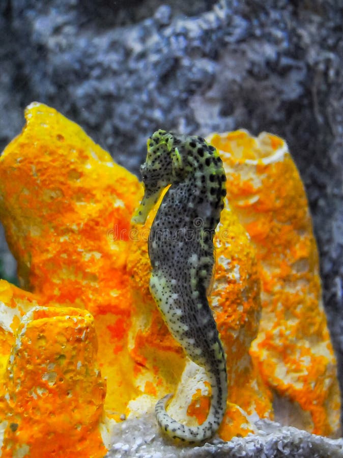 Seahorse in a Large Aquarium in the Oceanarium Stock Image - Image of ...