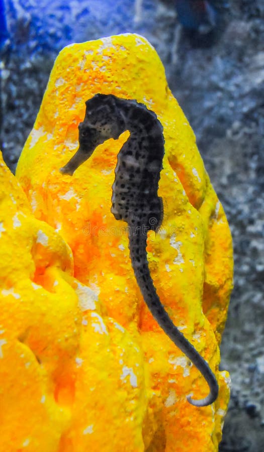 Seahorse in a Large Aquarium in the Oceanarium Stock Photo - Image of ...