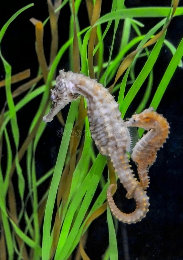 Seahorse in a Large Aquarium in the Oceanarium Stock Image - Image of ...