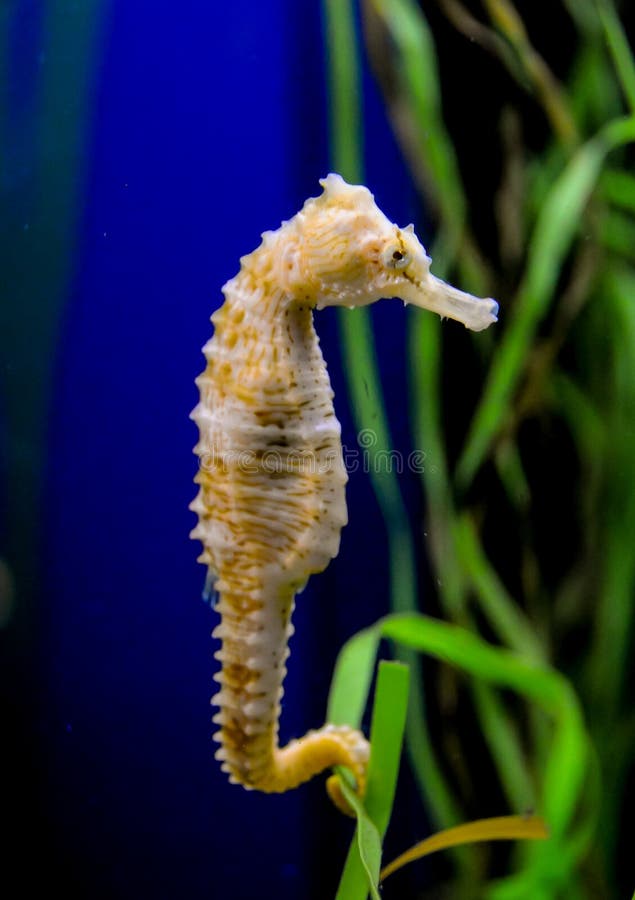Seahorse in a Large Aquarium in the Oceanarium Stock Image - Image of ...