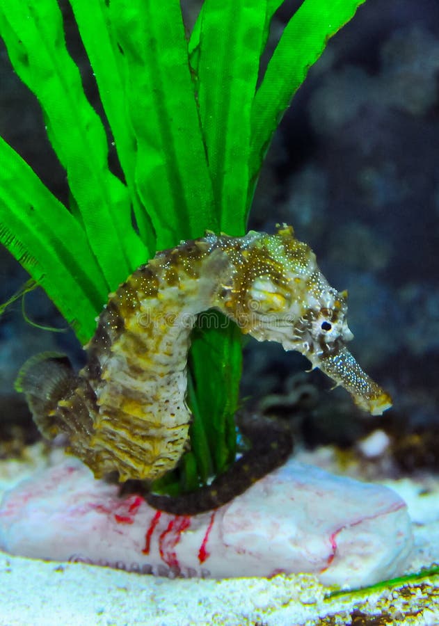 Seahorse in a Large Aquarium in the Oceanarium Stock Photo - Image of ...