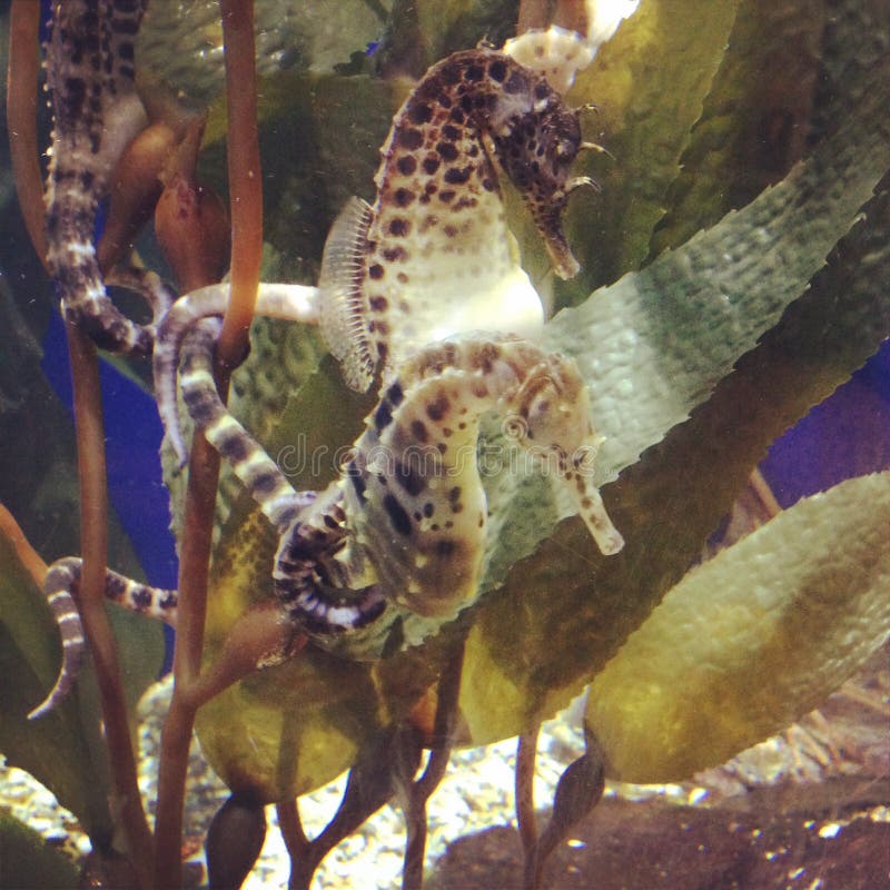 Seahorses stock photo. Image of seahorses, aquarium, fish - 67353020