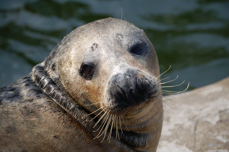 Baltic ringed seal stock image. Image of adult, water - 25880403