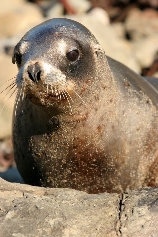 Baltic ringed seal stock image. Image of adult, water - 25880403