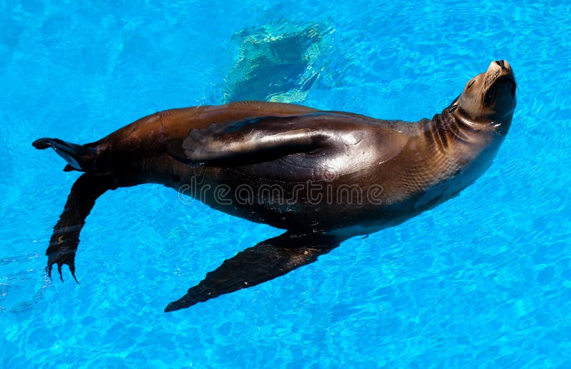 Seal stock image. Image of blue, animal, streamline, water - 2524999