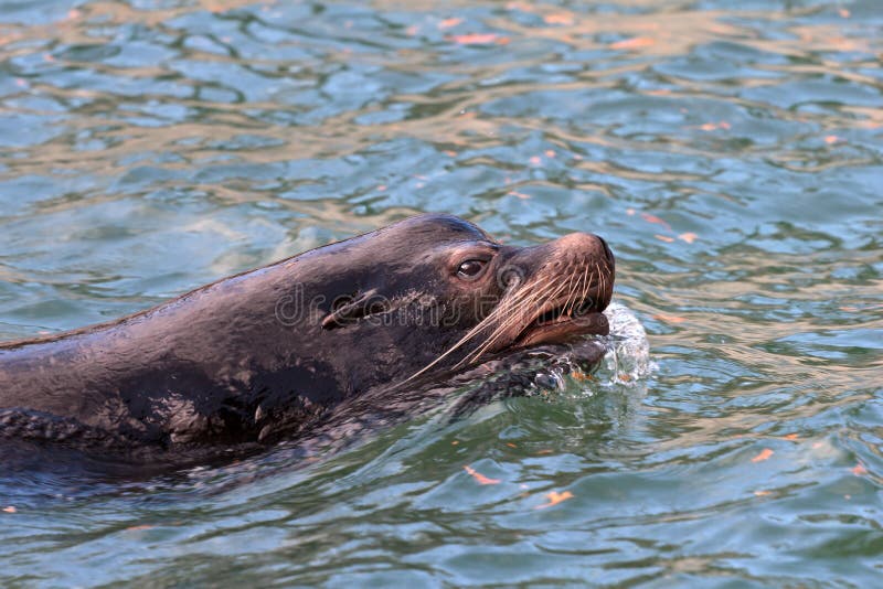 Baltic ringed seal stock image. Image of adult, animal - 24344133