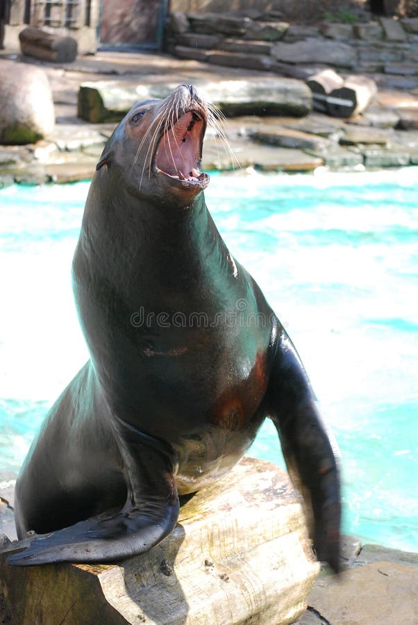 Seal Screaming Stock Photos - Free & Royalty-Free Stock Photos from ...