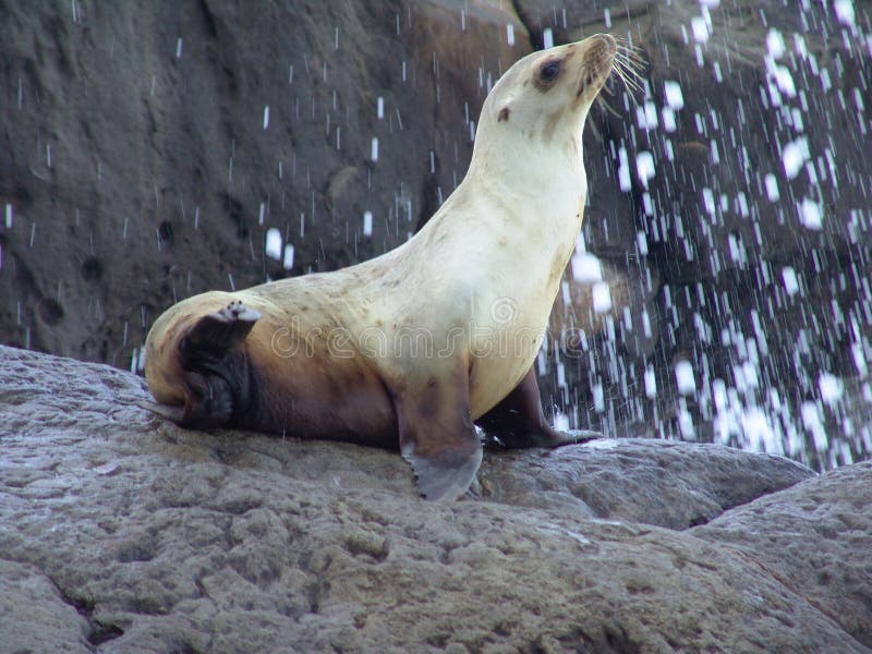 Free Animals pictures, photos & images - Royalty-Free and Public Domain ...