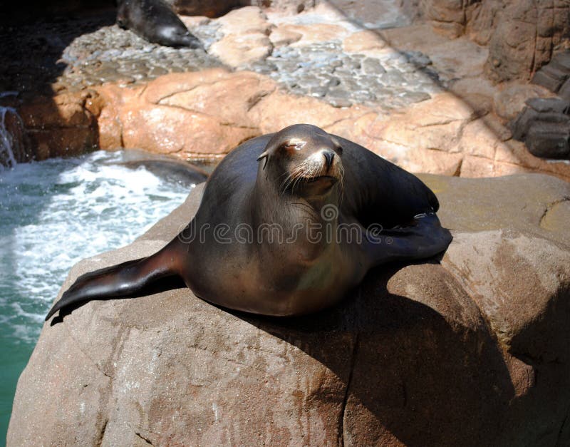 Seal stock image. Image of rocks, seal, marine, fins - 25163705