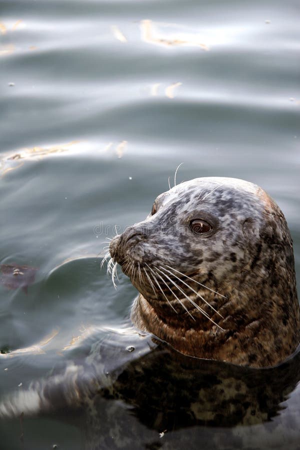 Smiling seal is happy stock photo. Image of swimming - 15220350