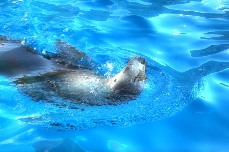 Seal stock photo. Image of animal, pool, marine, swiming - 3102582