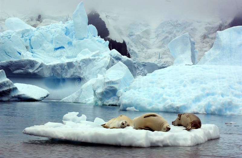 Seals and Icebergs stock photo. Image of cloudy, pole - 2537338