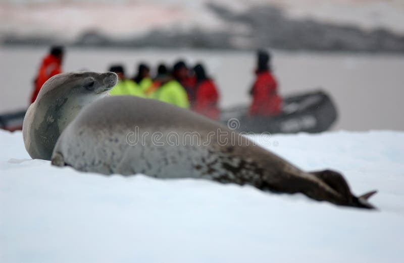 Seal stock image. Image of mammals, nice, swim, marine - 9640917