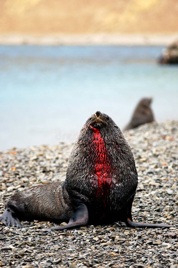 Seal stock image. Image of nice, south, sleep, blood, marine - 9640987