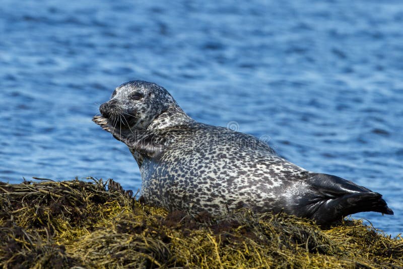 Seal Animal stock photo. Image of landscape, sealion - 26705220