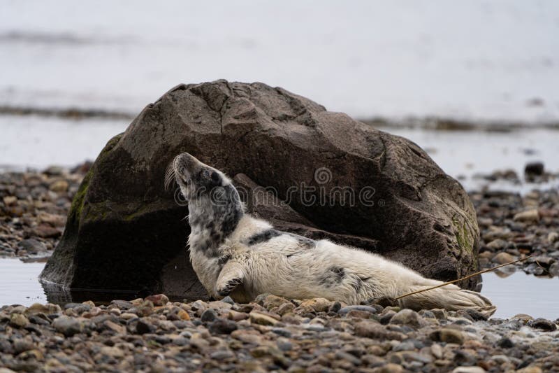 Seal on the Background of a Stone on the Seashore Stock Photo - Image ...