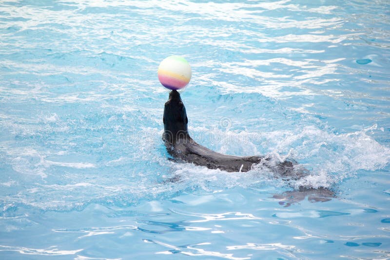 Seal with ball stock image. Image of animal, swimming - 33033023