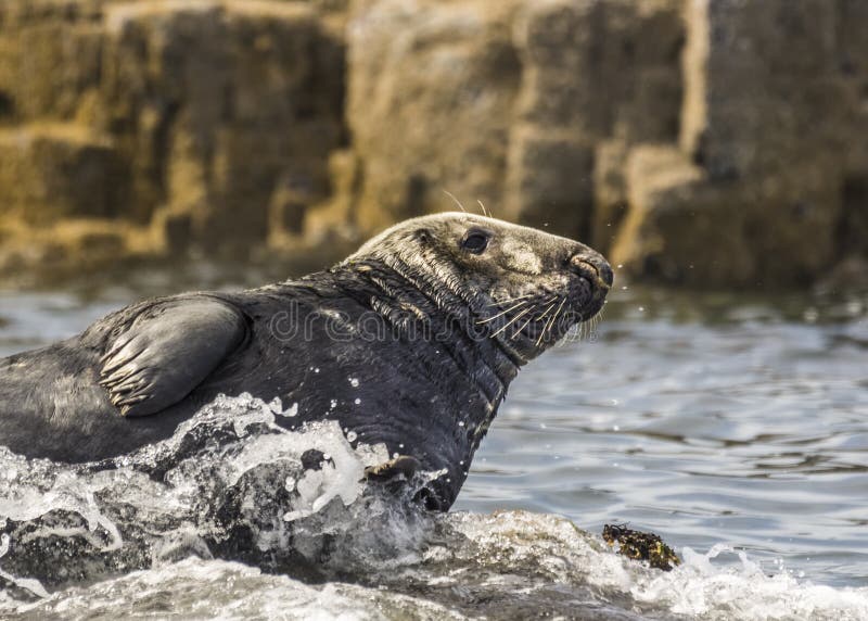 Seal Basking stock image. Image of alert, grypus, funny - 33230103