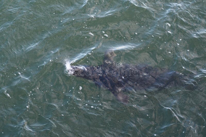 Seal on Cape Cod II stock image. Image of travel, marine - 256963869