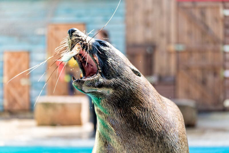 Seal Catches Fish with the Mouth Stock Image - Image of kust, harbour ...
