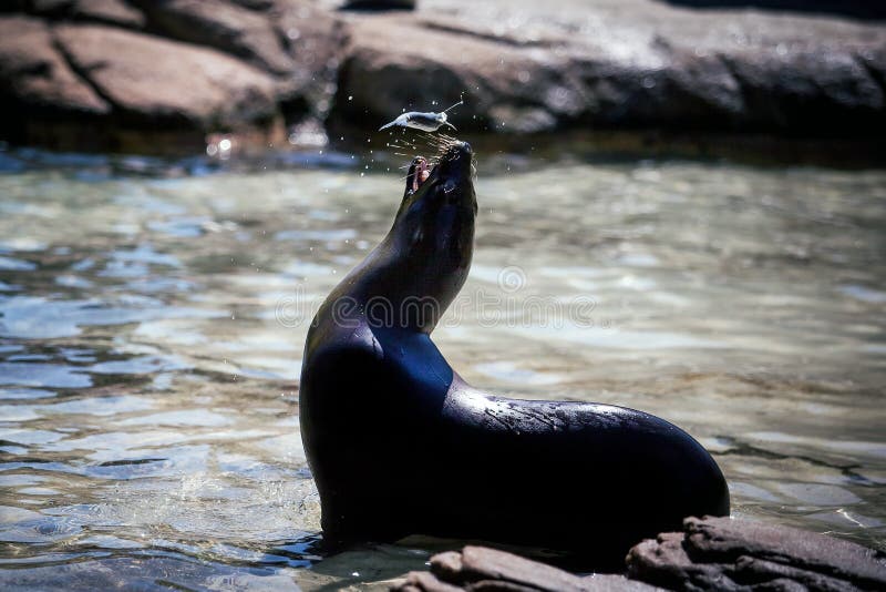 Seal catching fish stock image. Image of ocean, wild - 90872615