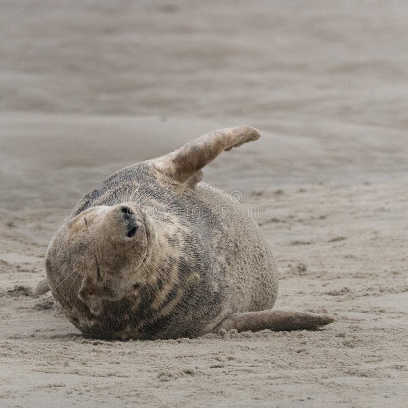 Seal Catching Tan Near the Ocean Stock Image - Image of seal, ocean ...